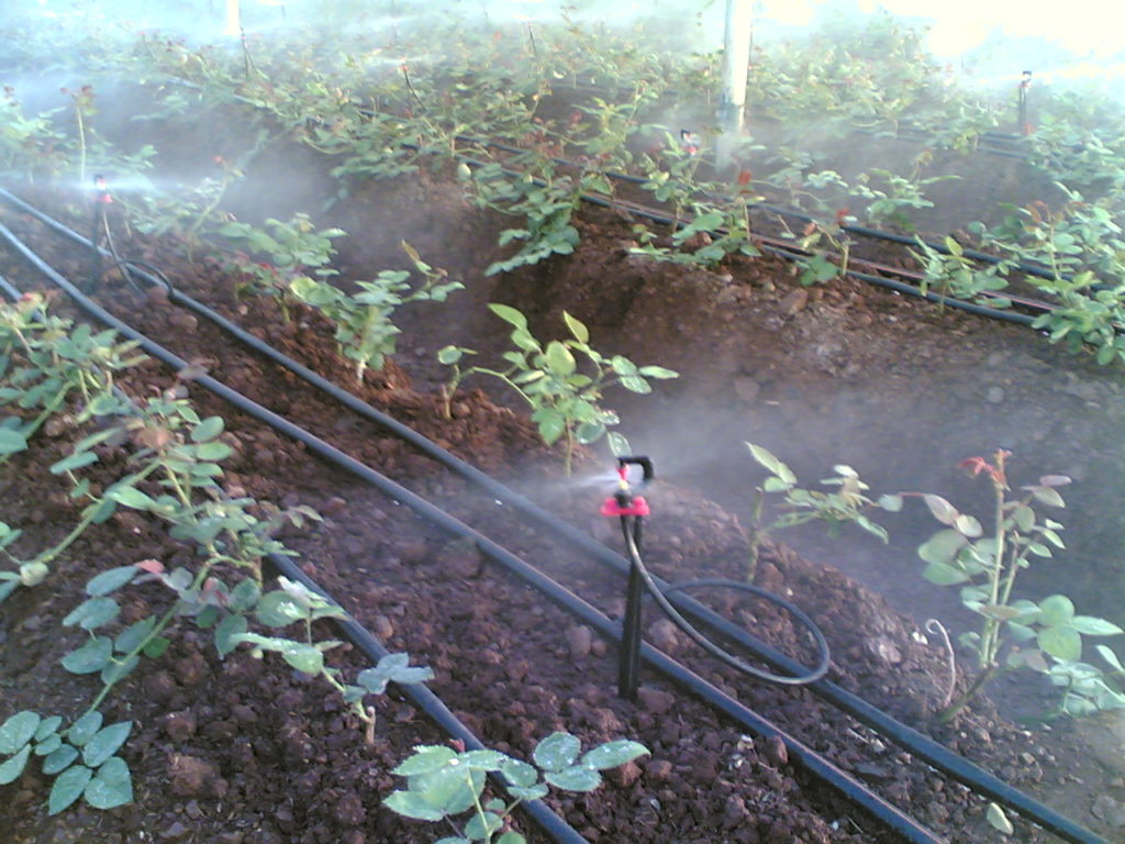Micro Sprayers - Ecoflo Irrigation