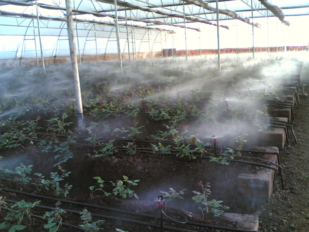 Micro Sprayers - Ecoflo Irrigation