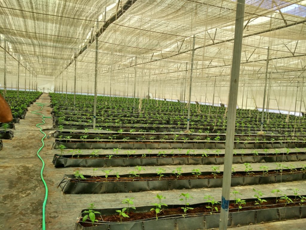 Protective Farming Archives - Ecoflo Irrigation